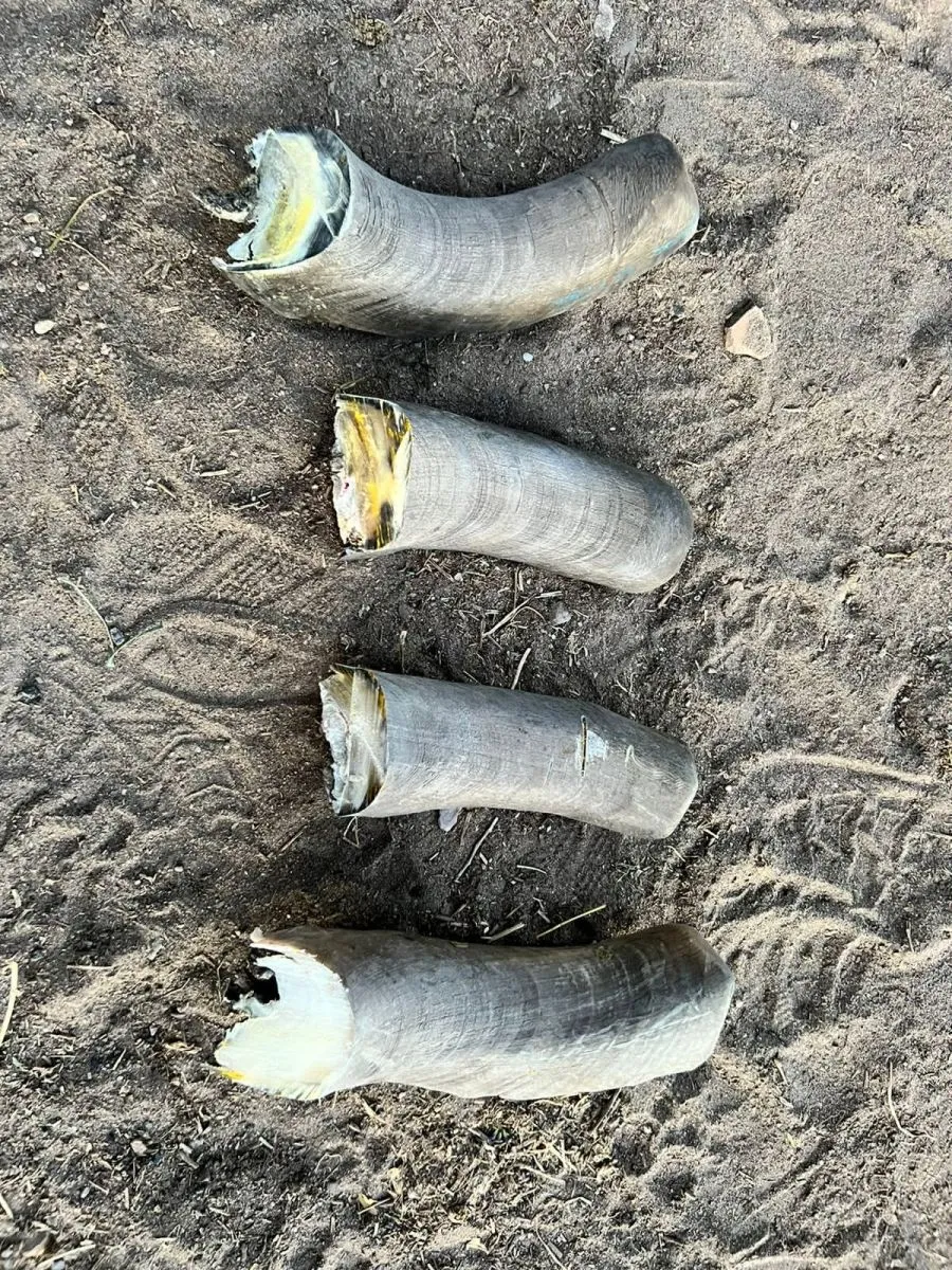 Yegua recuperada: "le ponemos las fichas a que se va a recuperar bien ...